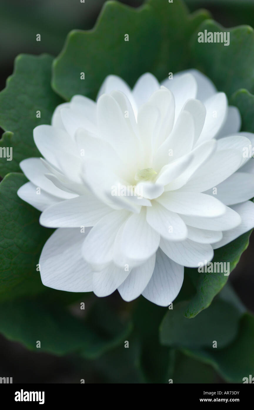 SANGUINARIA CANADENSIS F MULTIPLEX PLENA DOUBLE FLOWERED BLOODROOT ...