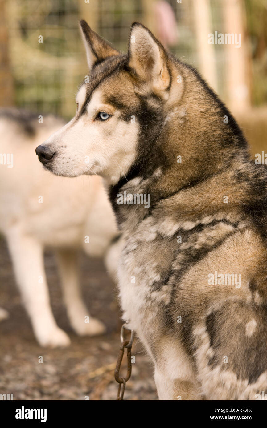 Dog Sports Scotland portrait of a Husky dog at sled dog racing at Ae ...
