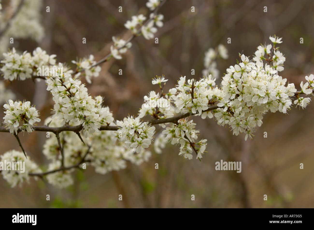 Blackthorn Prunus spinosa Blossom Stock Photo - Alamy