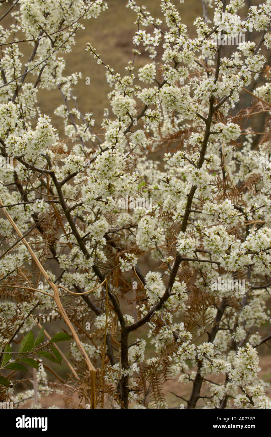 Blackthorn Prunus spinosa Blossom Stock Photo - Alamy