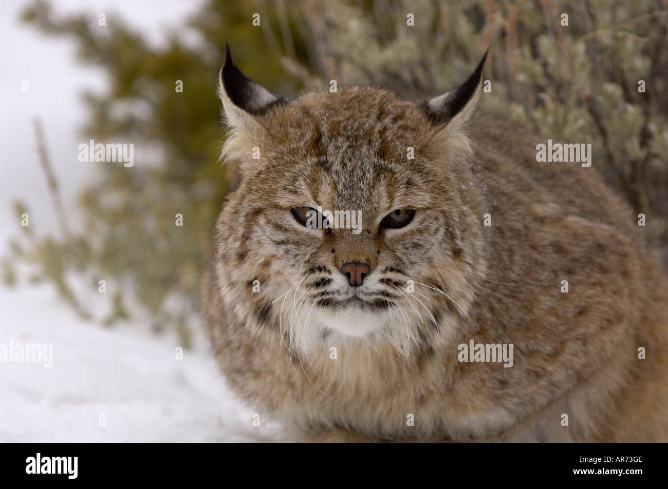 Bobcat Lynx rufus In snow Photographed in USA Stock Photo - Alamy