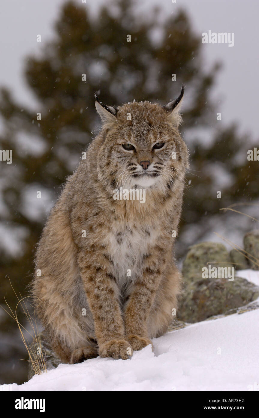 Bobcat Lynx rufus In snow Photographed in USA Stock Photo - Alamy