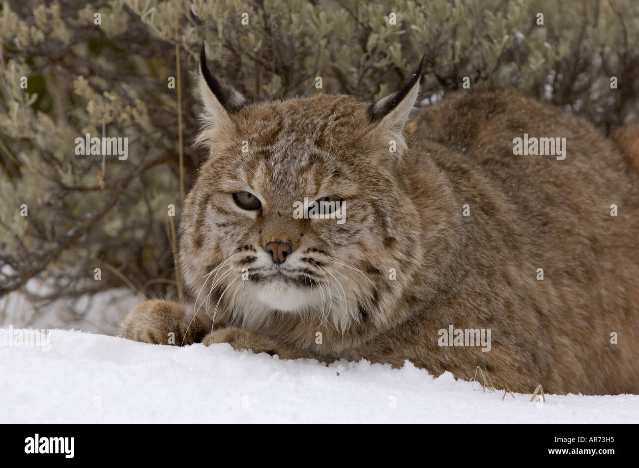 Bobcat Lynx rufus In snow Photographed in USA Stock Photo - Alamy