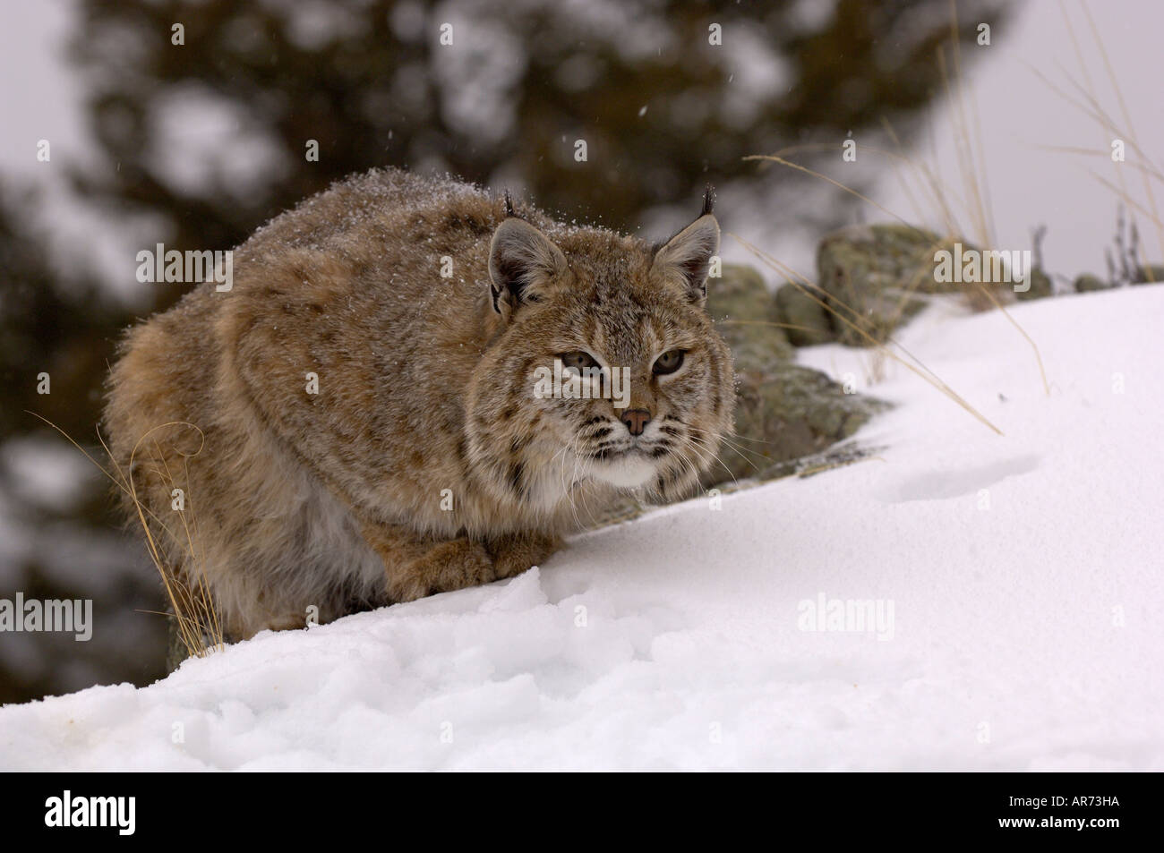 Bobcat Lynx rufus In snow Photographed in USA Stock Photo - Alamy