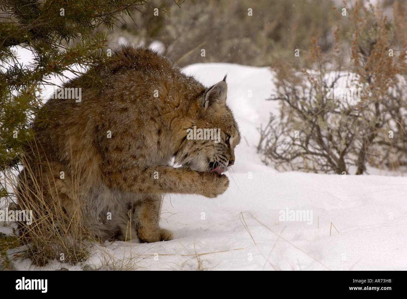 Snow in wildlife hi-res stock photography and images - Alamy