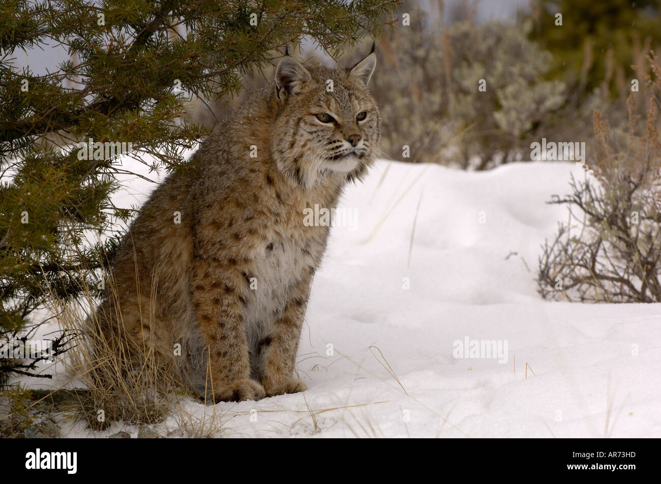 Bobcat Lynx rufus In snow Photographed in USA Stock Photo - Alamy