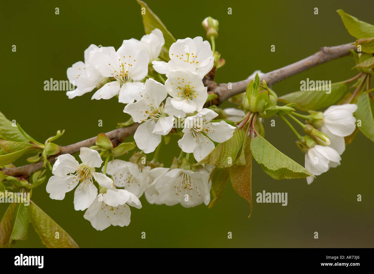 Wild Cherry Prunus avium Blossom Stock Photo - Alamy