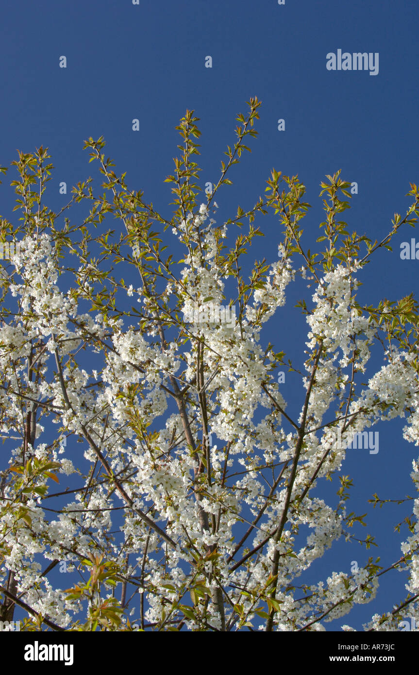 Wild Cherry Prunus avium Blossom Stock Photo - Alamy
