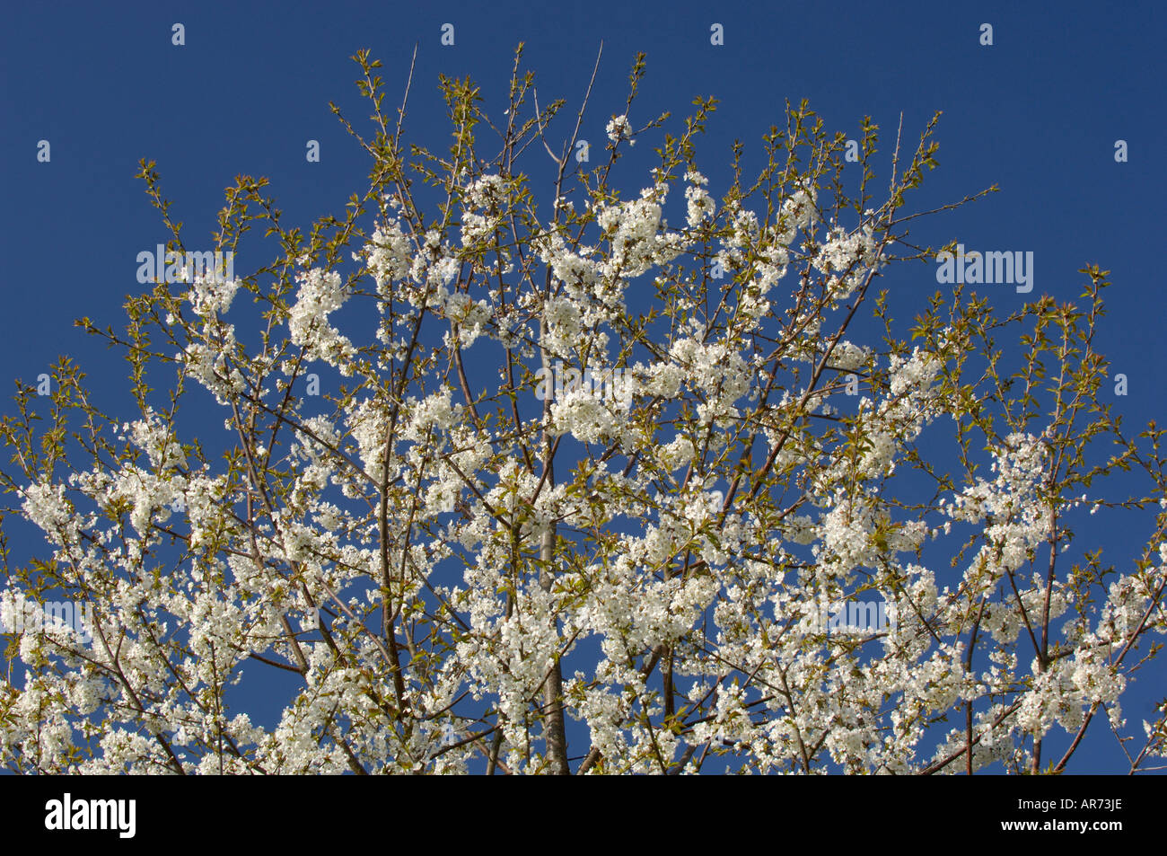 Wild Cherry Prunus avium Blossom Stock Photo - Alamy