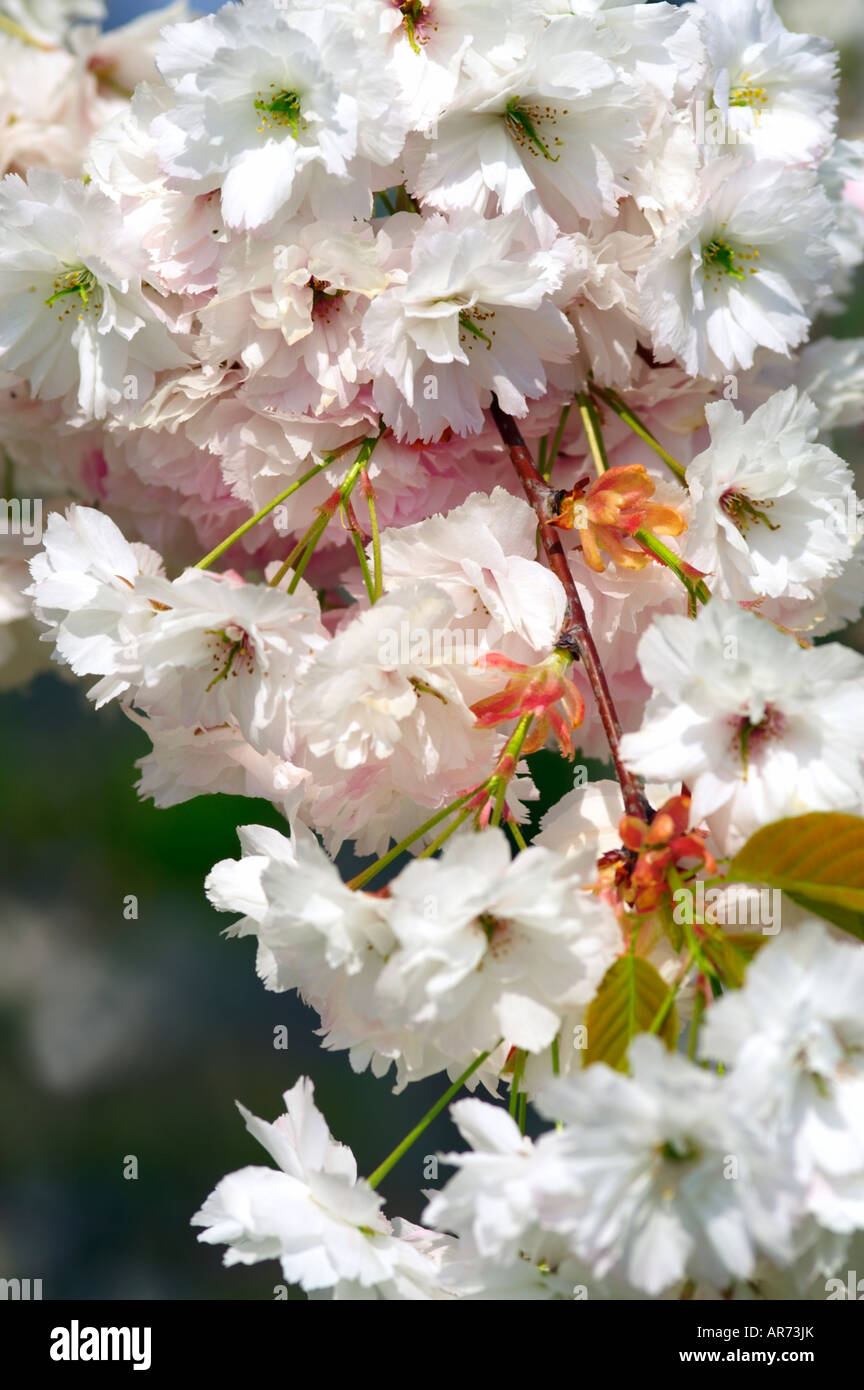 Prunus Shogetsu Stock Photos & Prunus Shogetsu Stock Images - Alamy