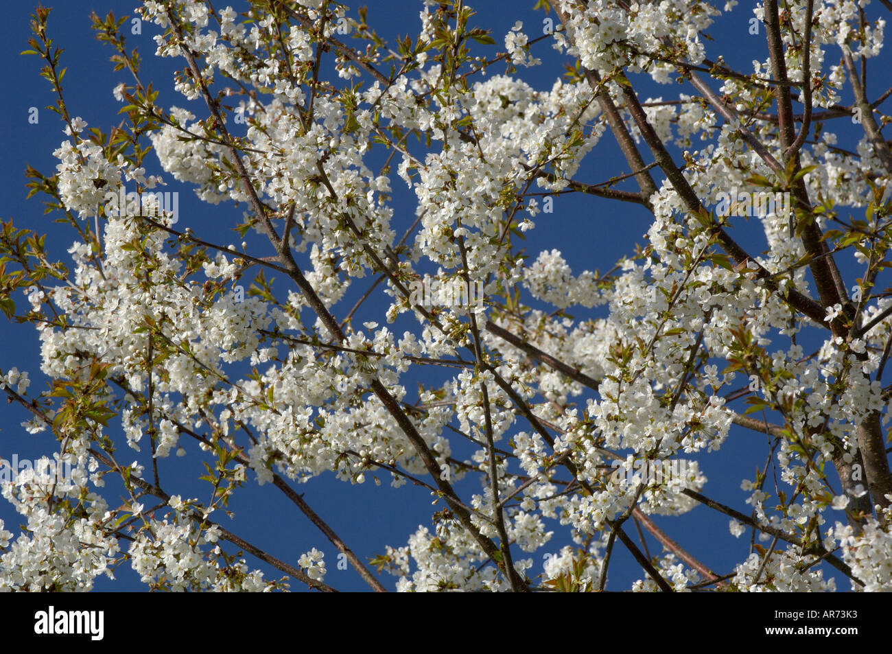 Wild Cherry Prunus avium Blossom Stock Photo - Alamy