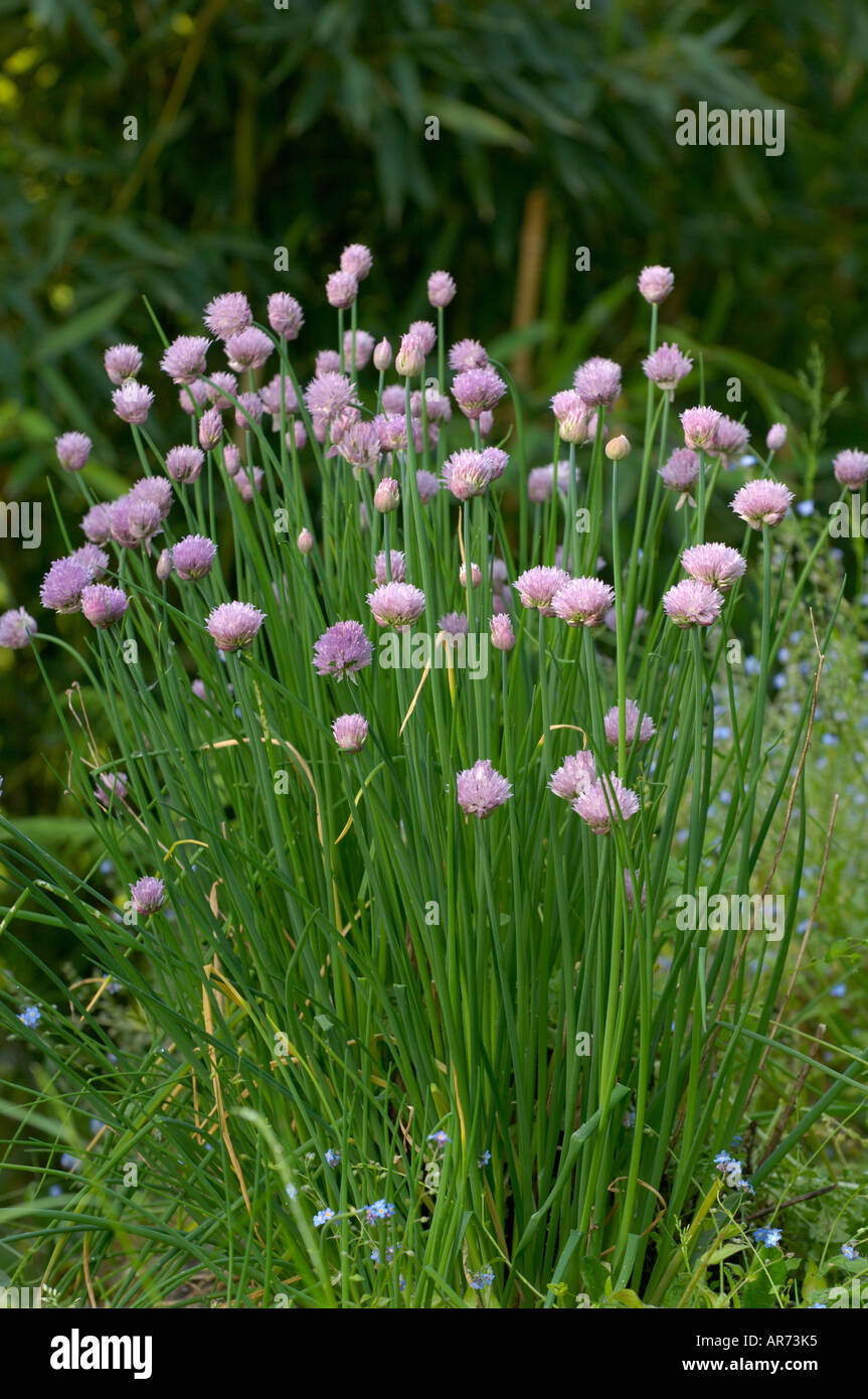Chives Allium schoenoprasum Stock Photo - Alamy