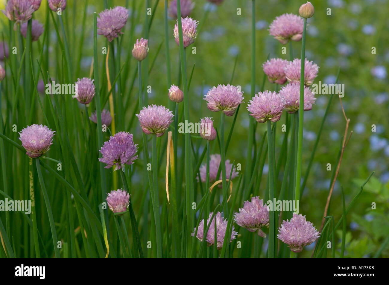 Chives Allium schoenoprasum Stock Photo - Alamy