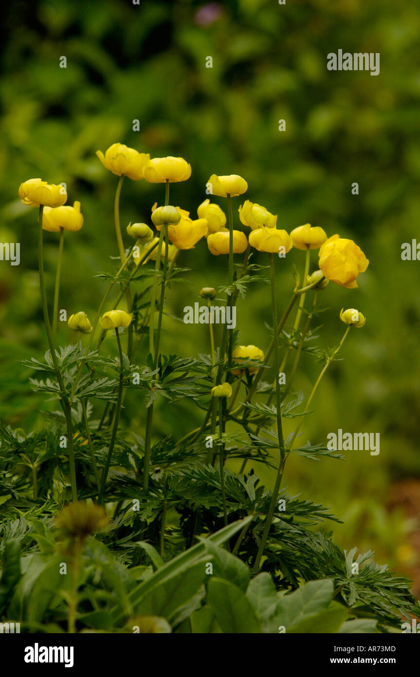 Globe Flower Trollius europaeus Stock Photo - Alamy