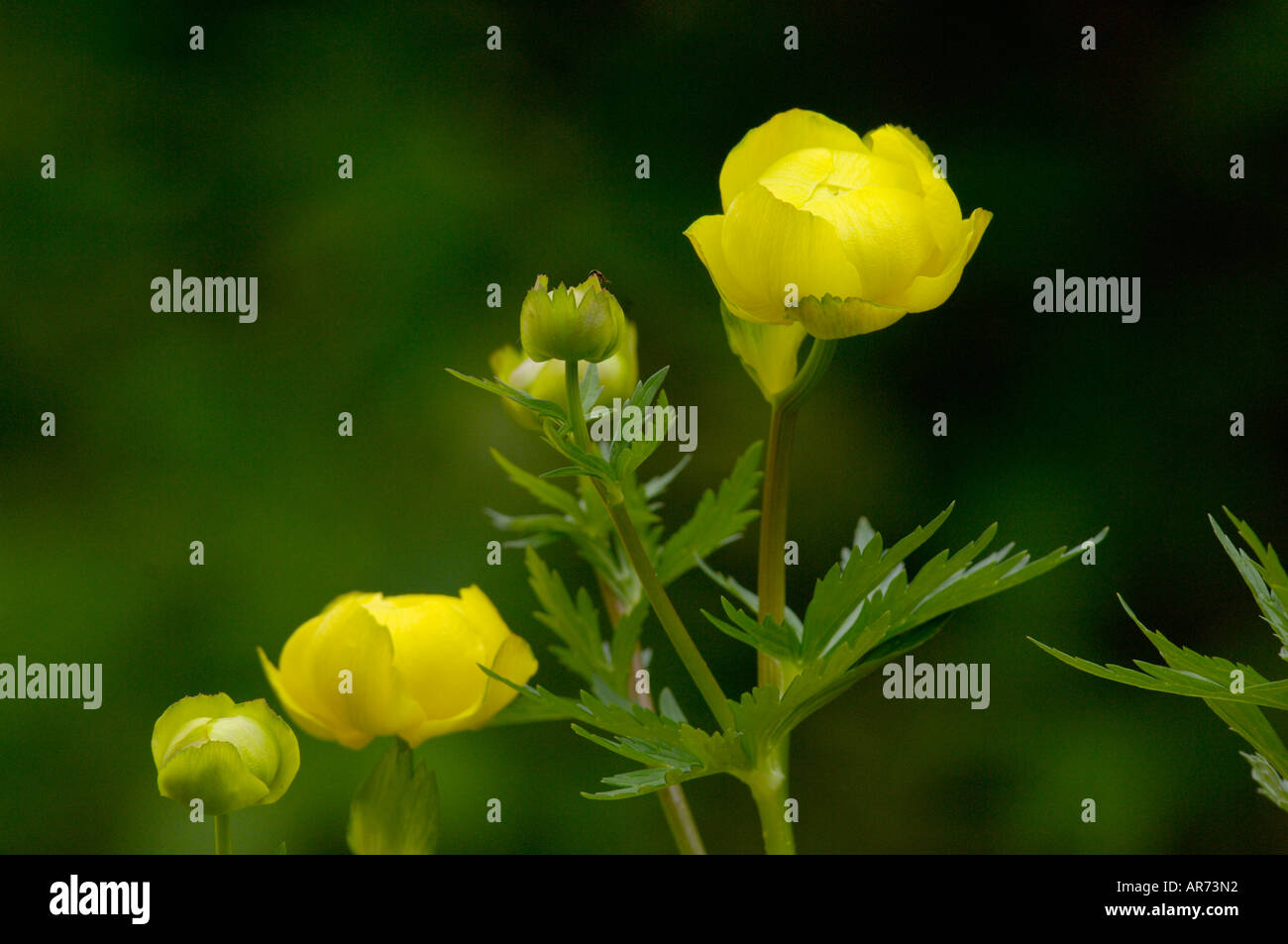 Globe Flower Trollius europaeus Stock Photo - Alamy