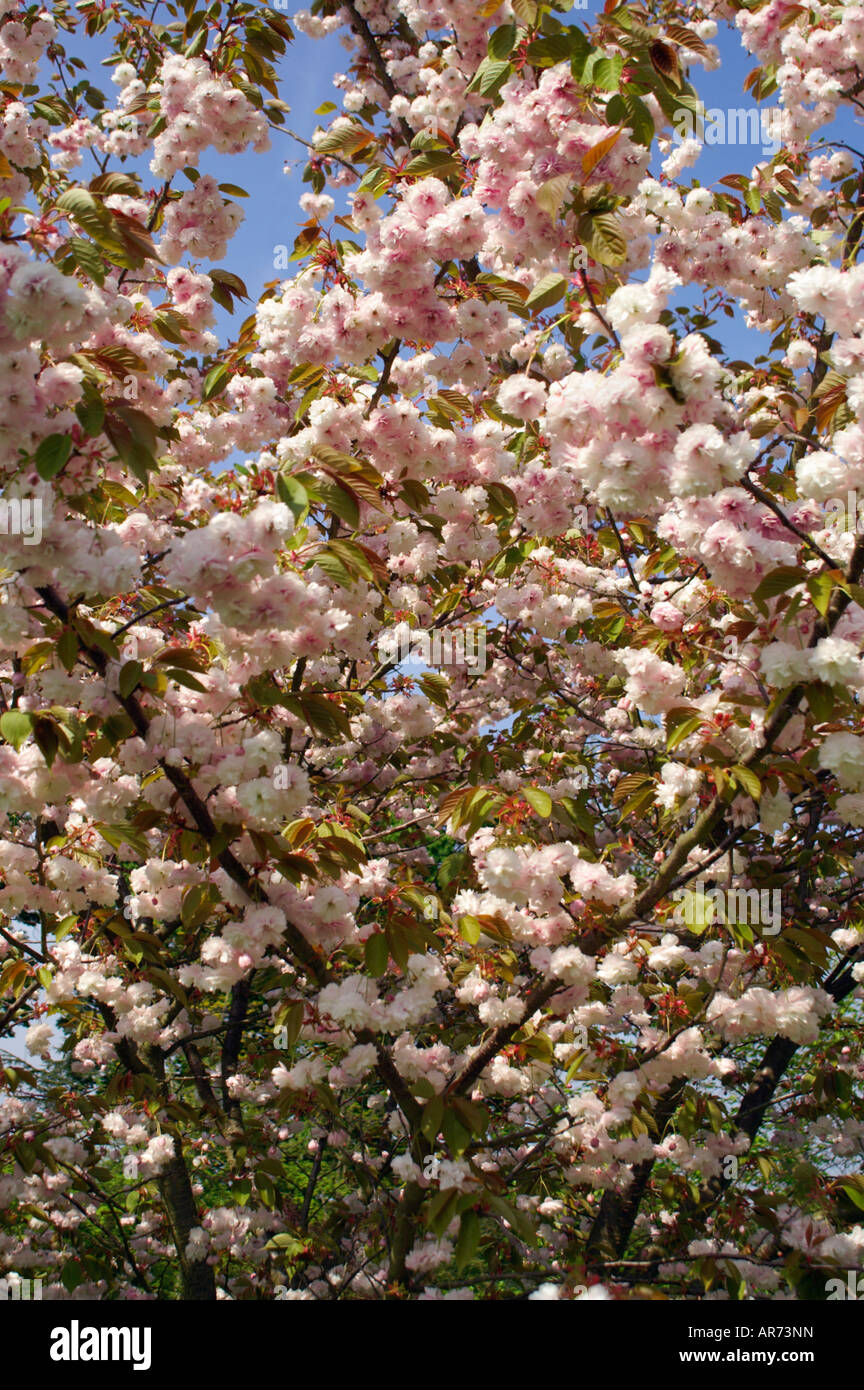 Prunus shirofugen hi-res stock photography and images - Alamy