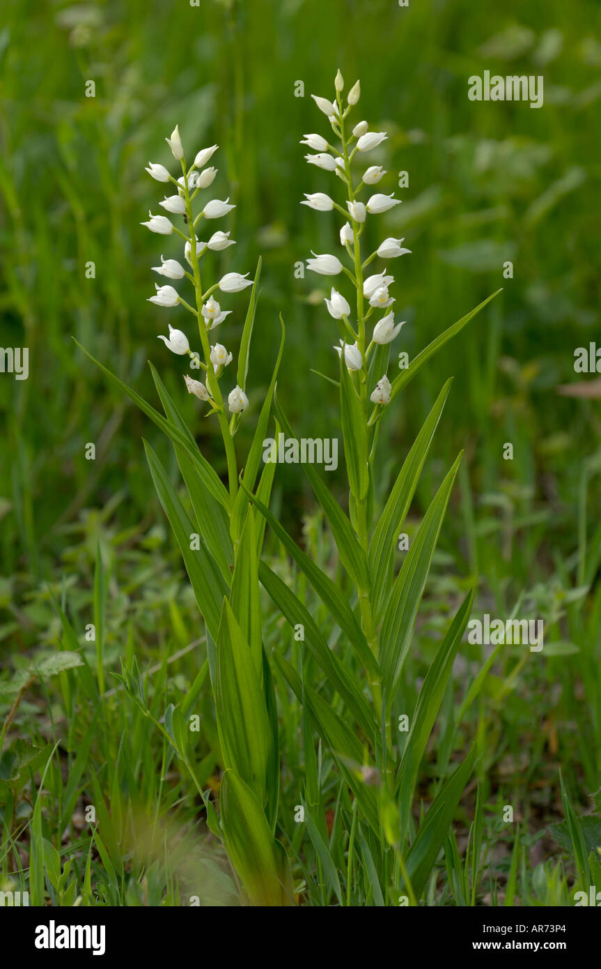 Sword Leaved Helleborine Cephalanthera Longifolia High Resolution Stock Photography and Images ...