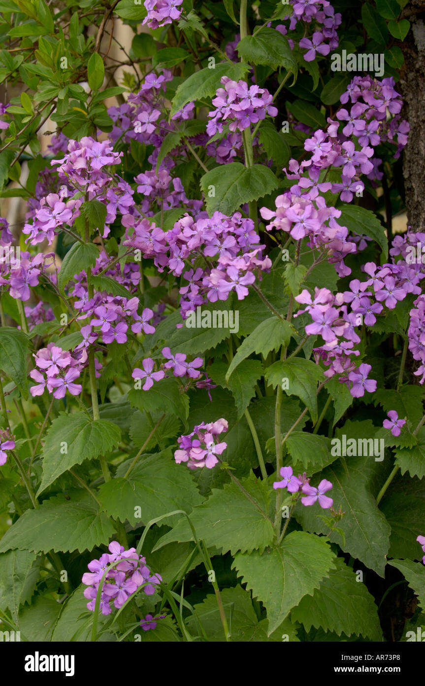 Honesty plant hi-res stock photography and images - Alamy