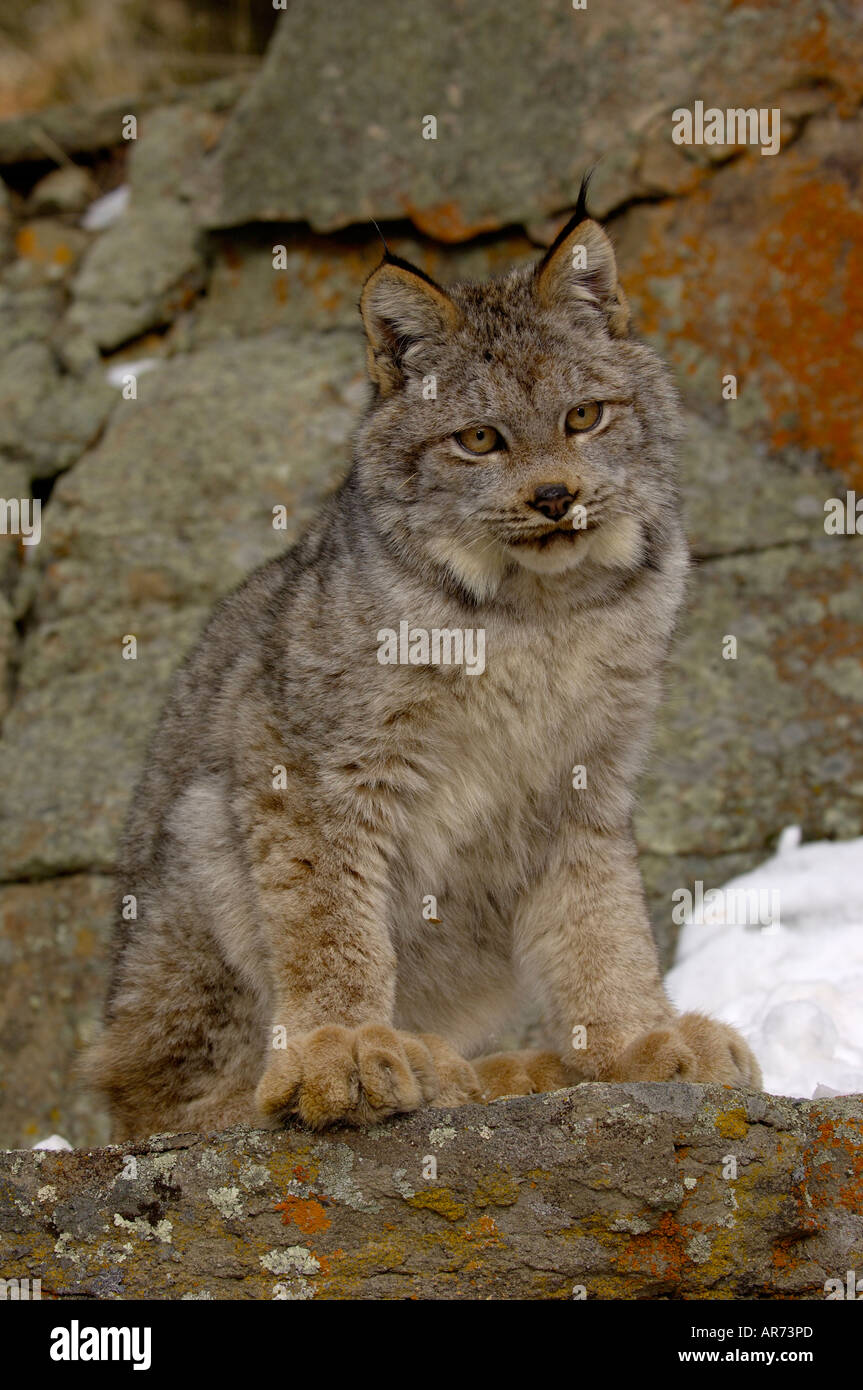 Canadian lynx rufus canadensis hi-res stock photography and images - Alamy
