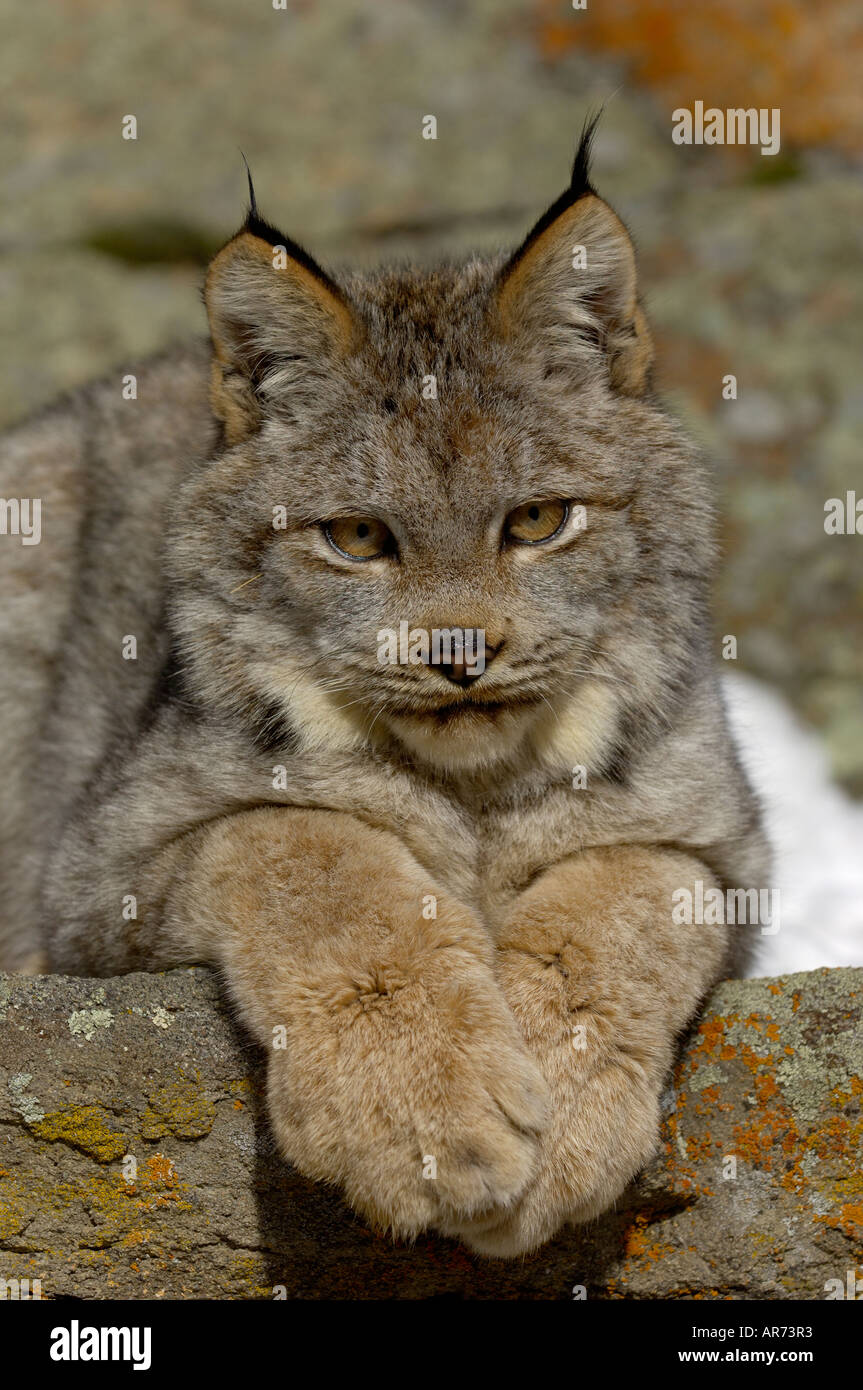 Rufus canadensis hi-res stock photography and images - Alamy