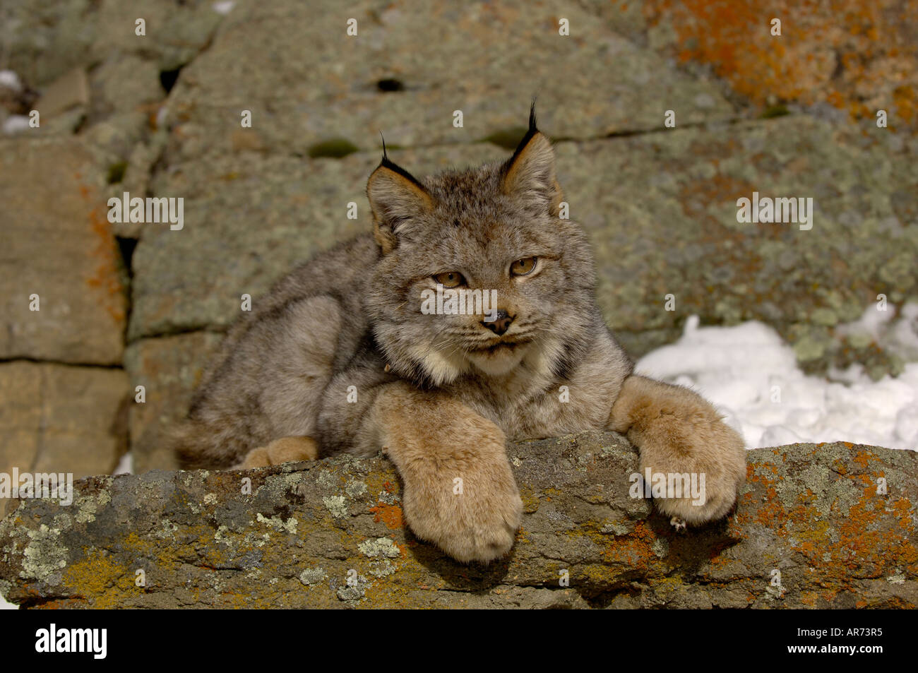 Canadian Lynx Rufus canadensis Stock Photo - Alamy