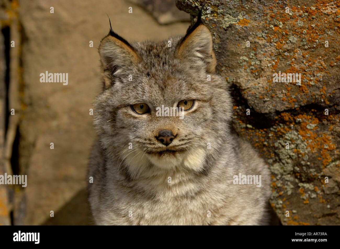 Rufus canadensis hi-res stock photography and images - Alamy