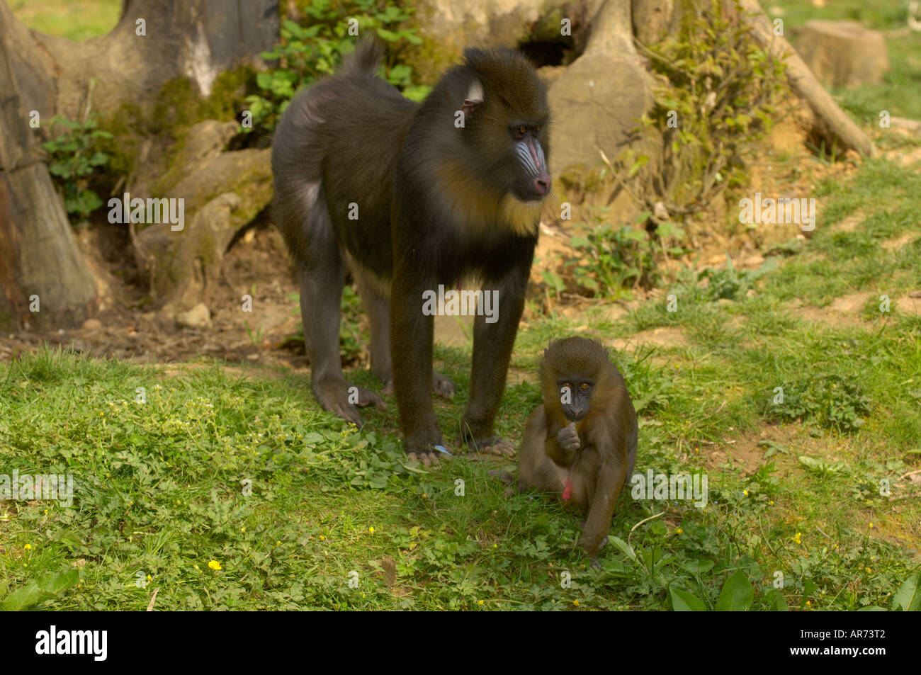 Mandrill Papio sphinx ,Female and young Stock Photo - Alamy