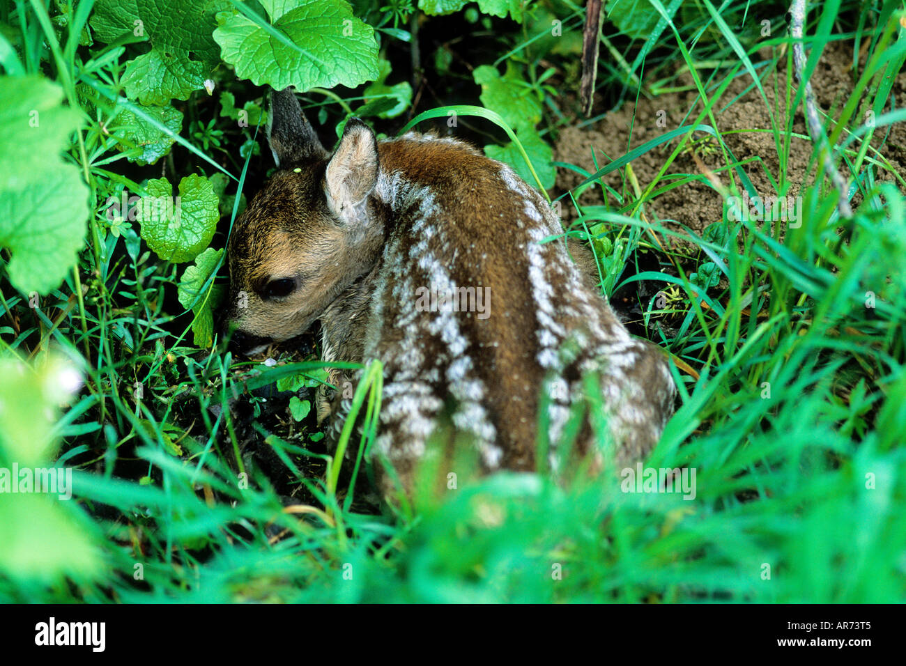 Roe deer cub hi-res stock photography and images - Alamy