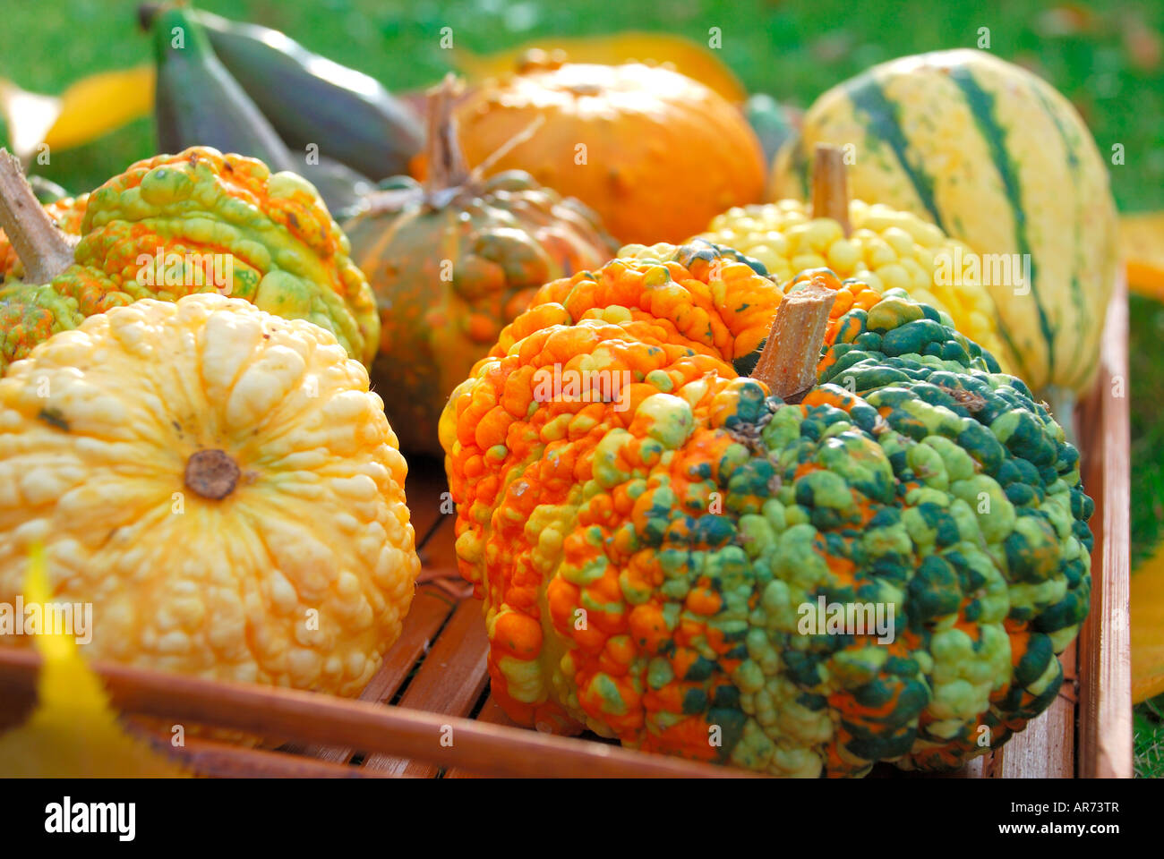 Organic vegetables garden hi-res stock photography and images - Alamy