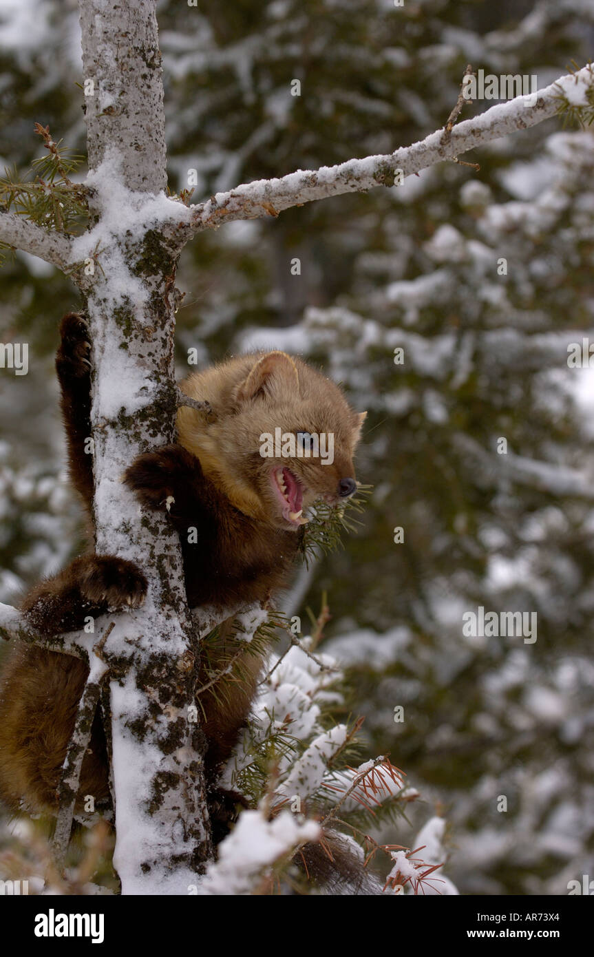 American pine marten martes americana in snow photographed in usa hi ...