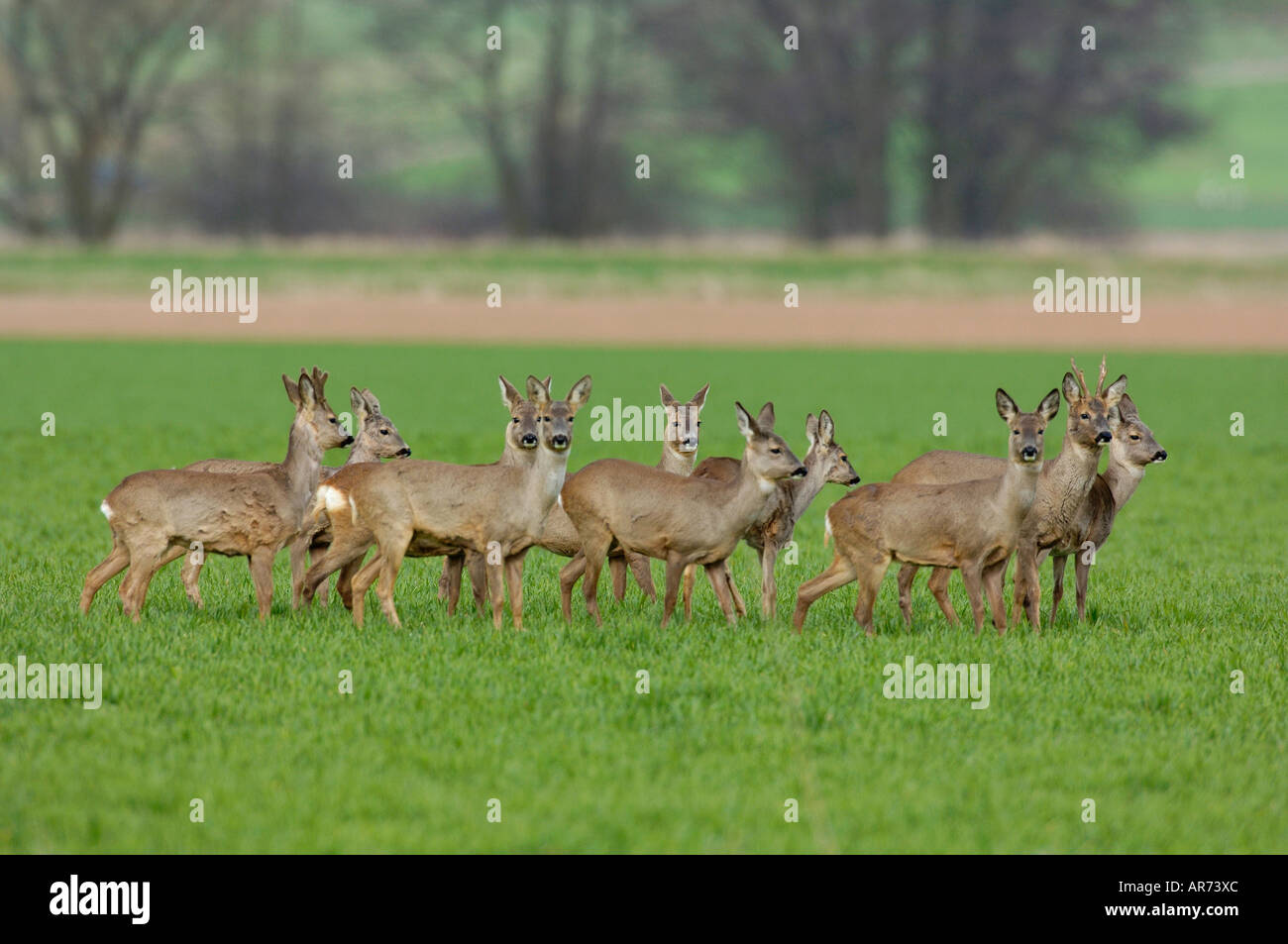 Roe doe deer france hi-res stock photography and images - Alamy
