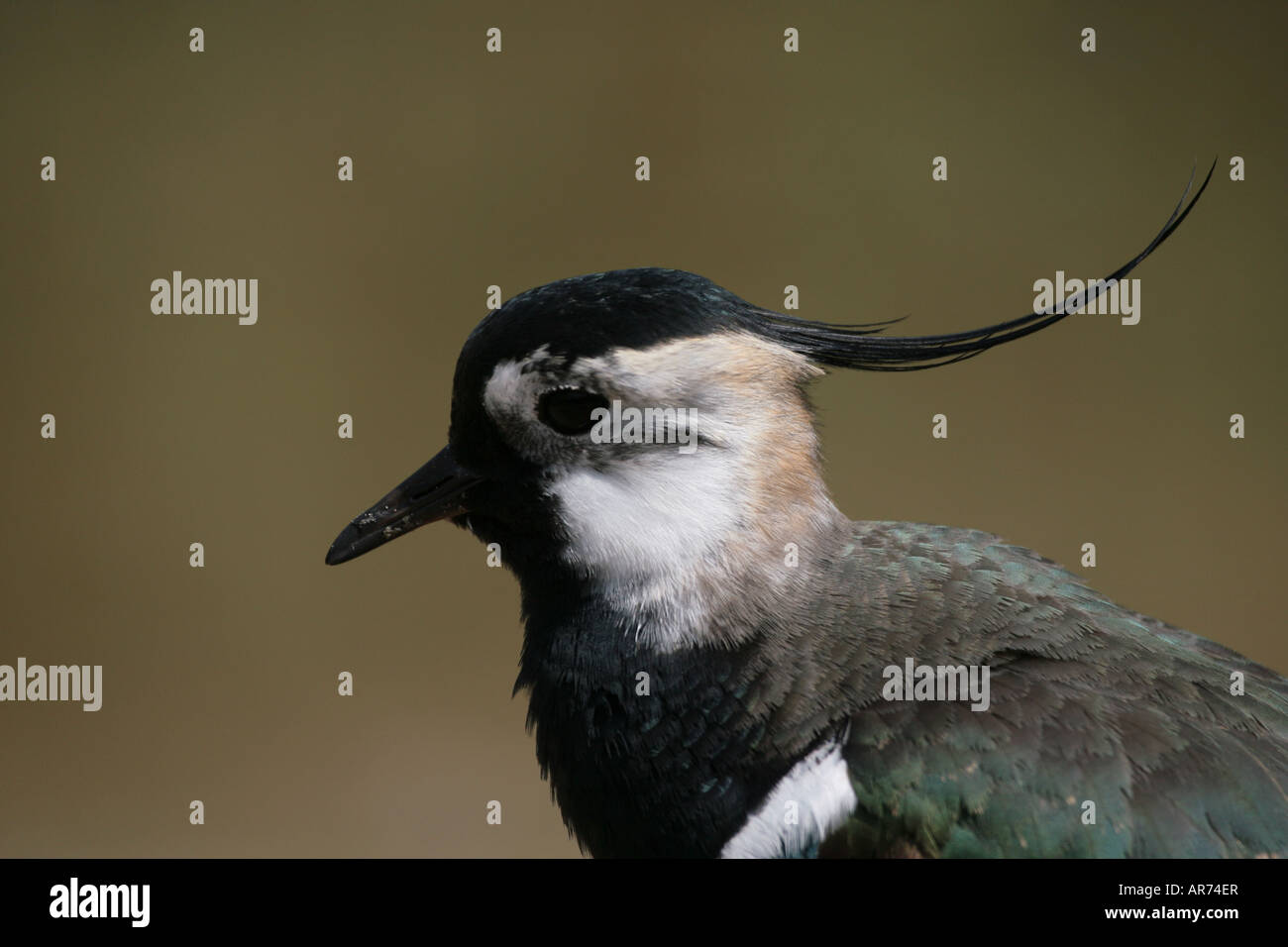 Lapwing british isles hi-res stock photography and images - Alamy
