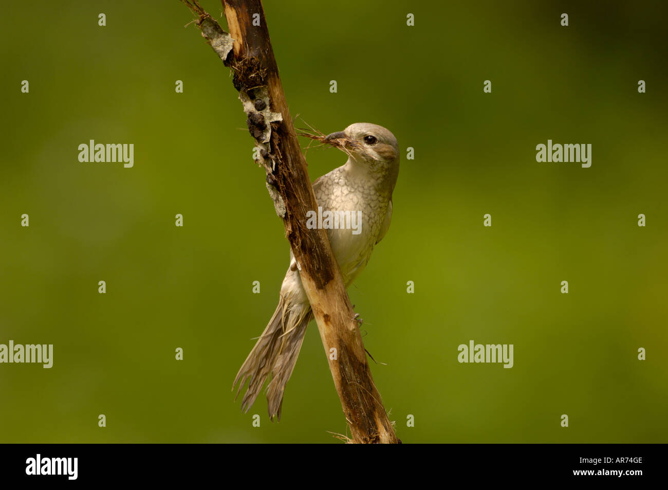 Laniidae hi-res stock photography and images - Alamy