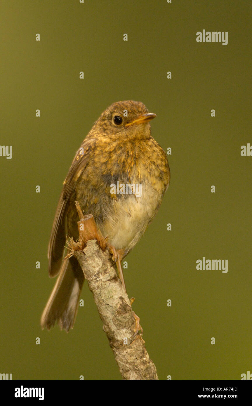 Breeding parental care passerine songbird england europe hi-res stock ...