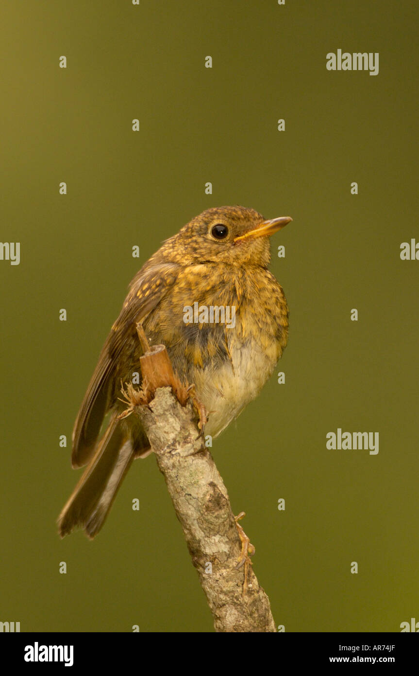 Breeding parental care passerine songbird england europe hi-res stock ...