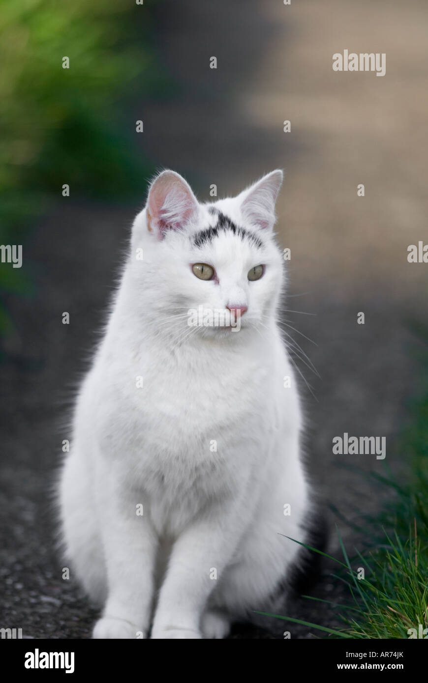 cat on path watching Stock Photo - Alamy