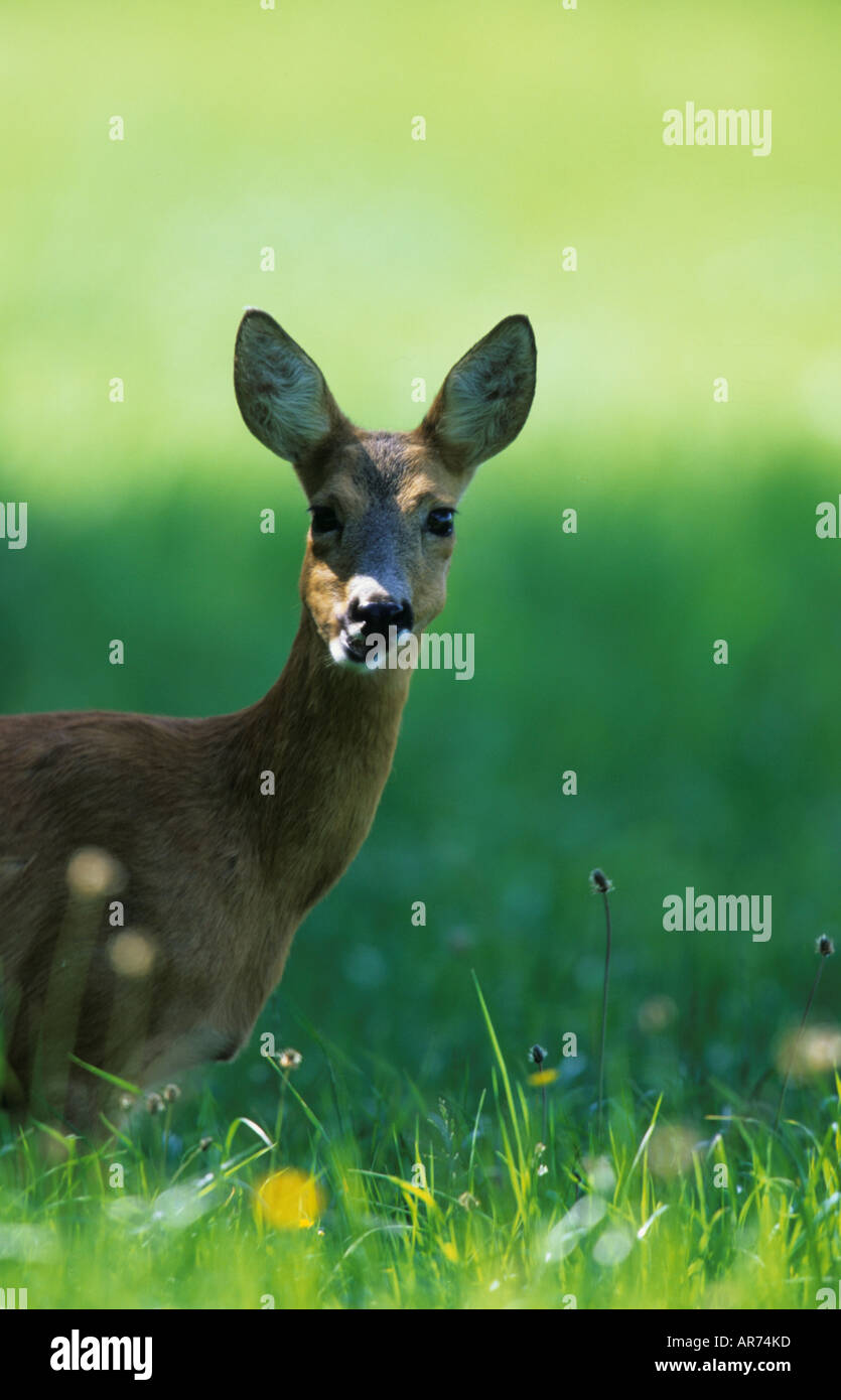 Reh Roe Deer capreolus capreolus, europe Stock Photo - Alamy