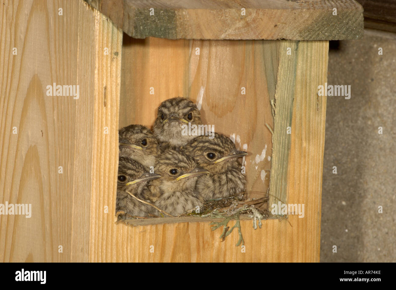 Spotted Flycatcher Muscicapa striata Chicks in nest Stock Photo - Alamy