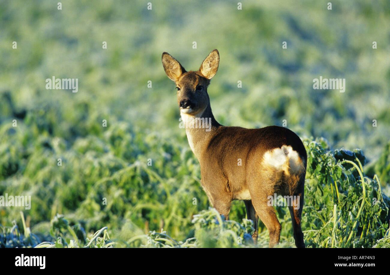 Roe doe deer france hi-res stock photography and images - Alamy