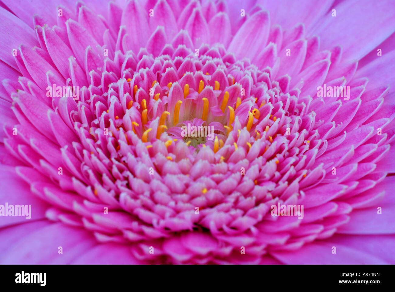 Purple gerbera daisy centre Stock Photo - Alamy