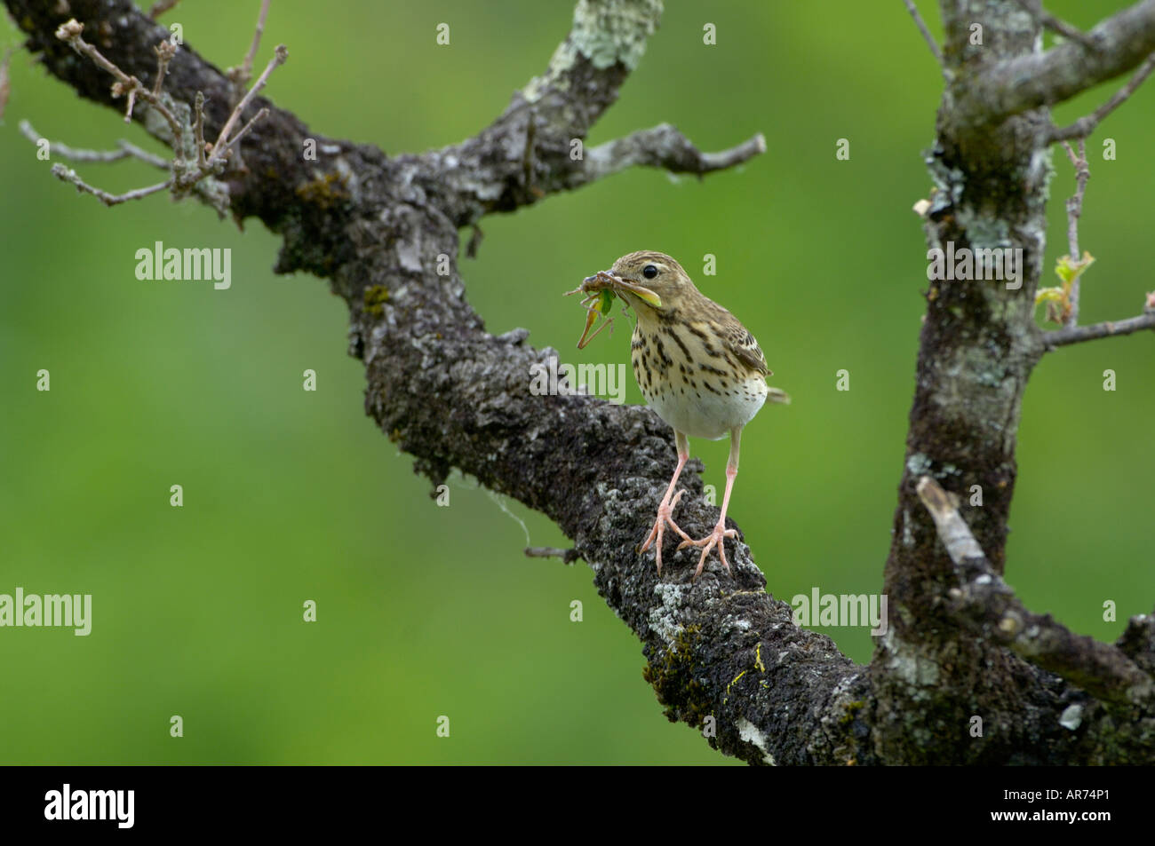 Tree Pipit Anthus trivialis Stock Photo - Alamy