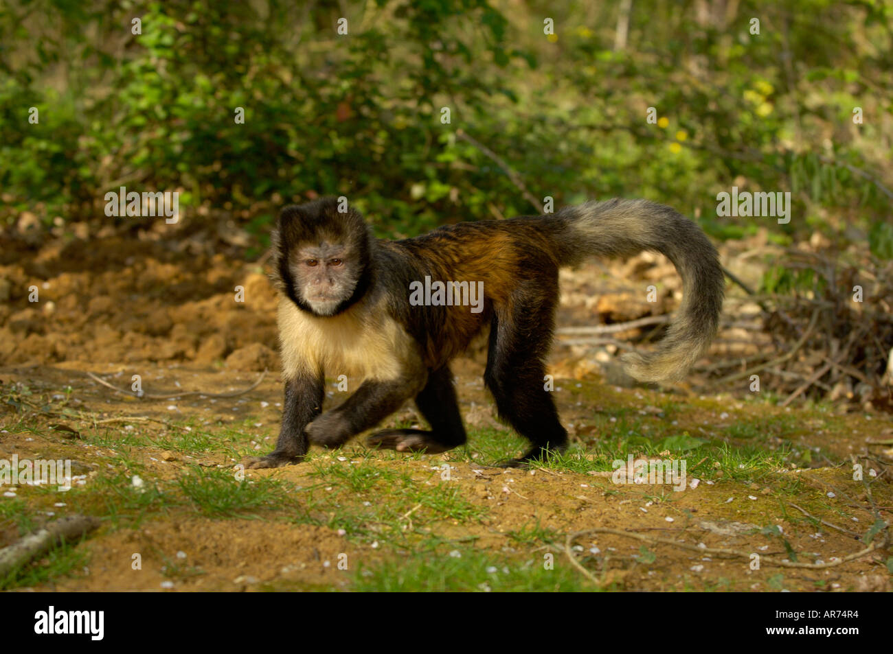 Yellow-breasted Capuchin Cebus xanthosternos Stock Photo - Alamy