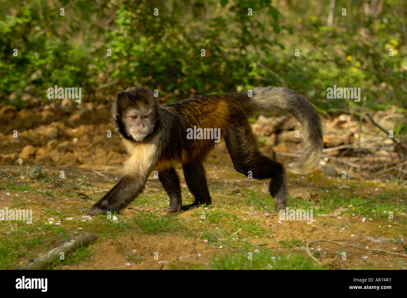 Yellow-breasted Capuchin Cebus xanthosternos Stock Photo - Alamy