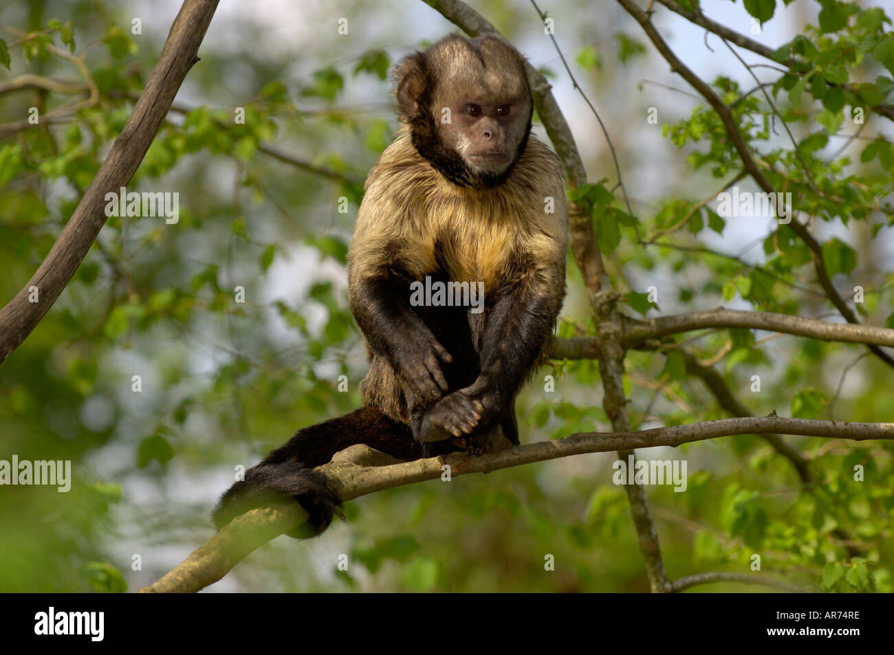 Yellow-breasted Capuchin Cebus xanthosternos Stock Photo - Alamy