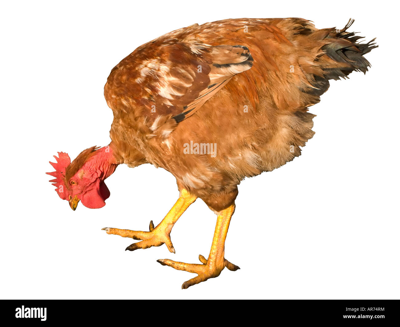 Chicken comb Cut Out Stock Images & Pictures - Alamy