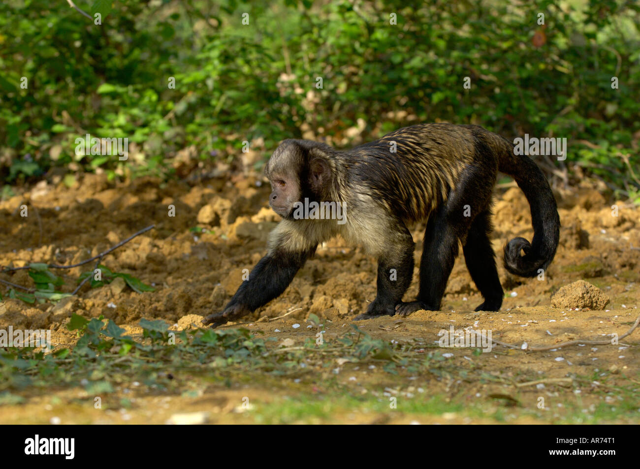 Yellow-breasted Capuchin Cebus xanthosternos Stock Photo - Alamy