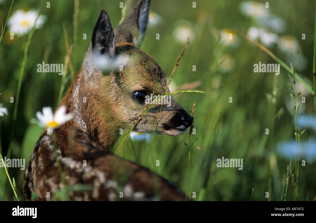 Reh Roe Deer capreolus capreolus, europe Stock Photo - Alamy
