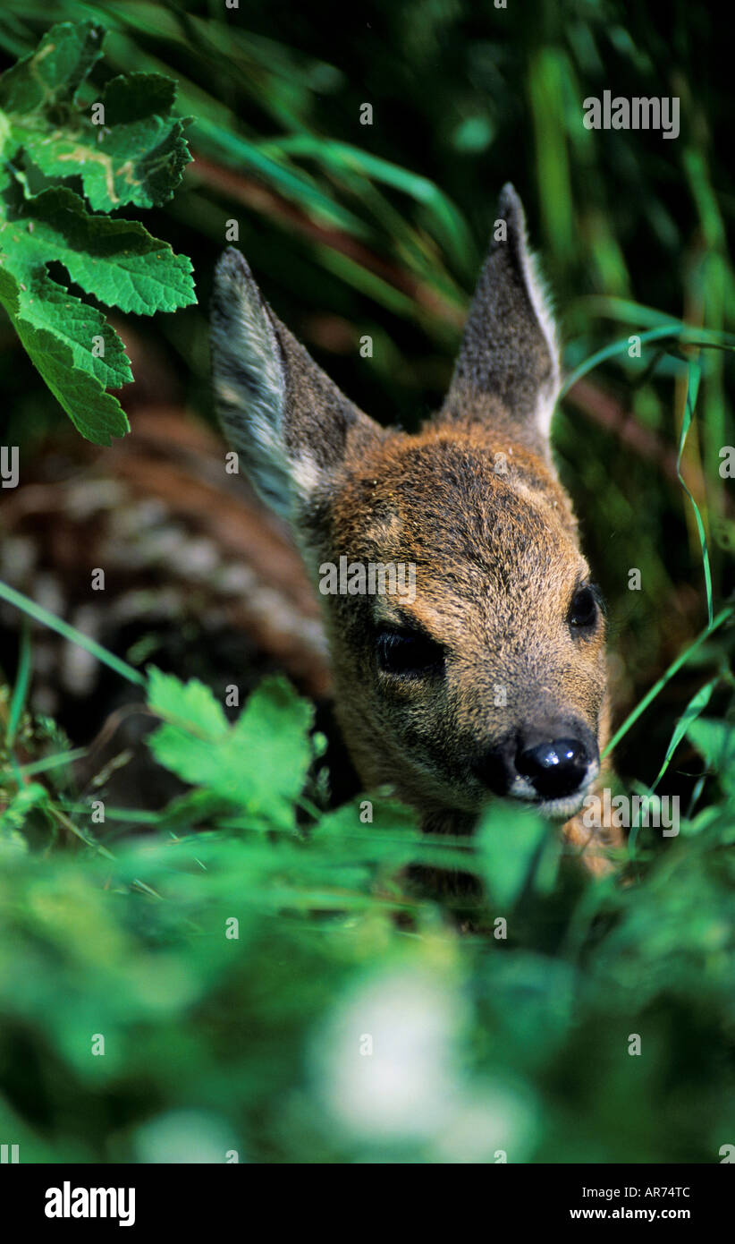 Roe deer cub hi-res stock photography and images - Alamy