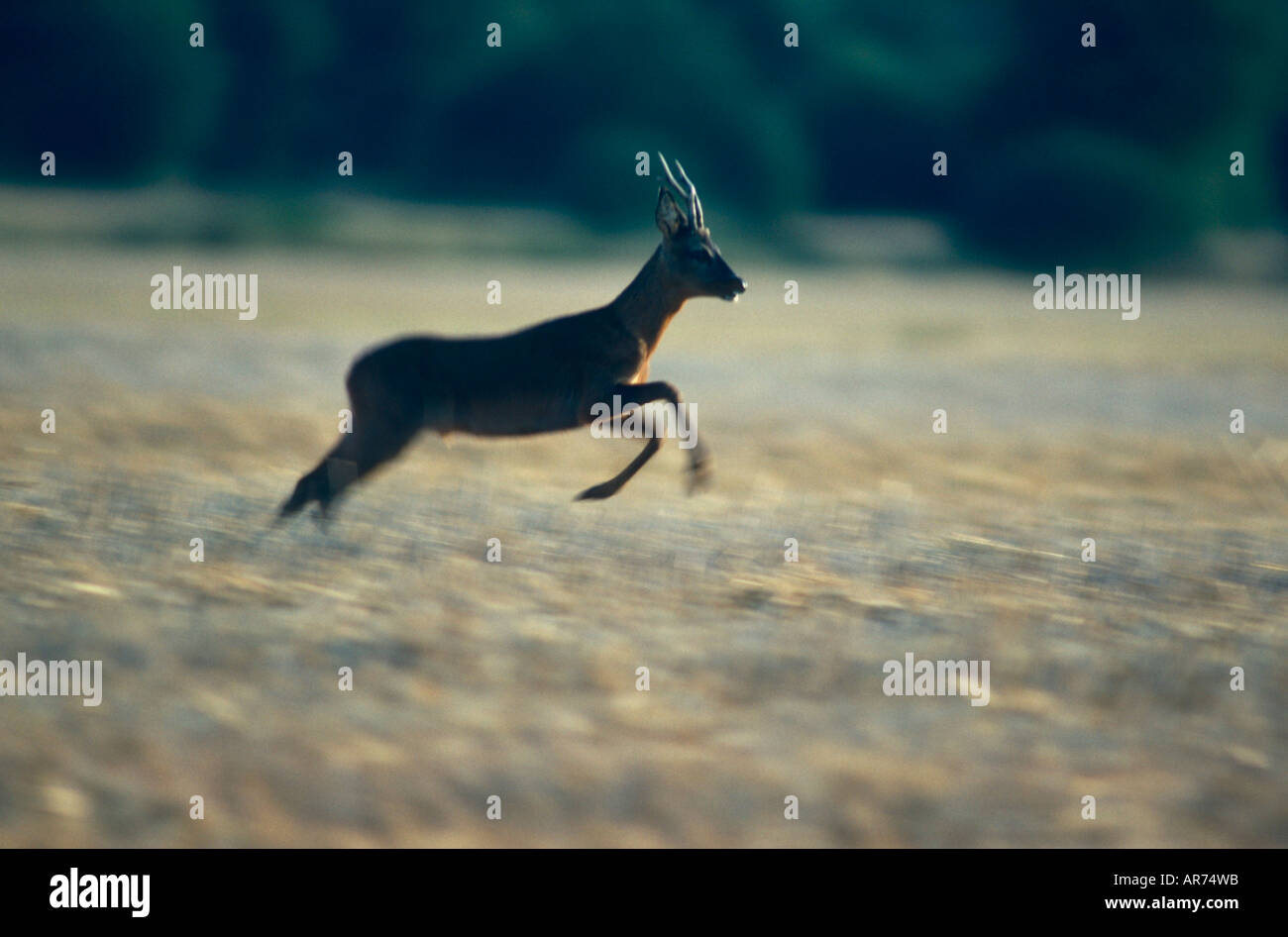 Reh Roe Deer capreolus capreolus, europe Stock Photo - Alamy