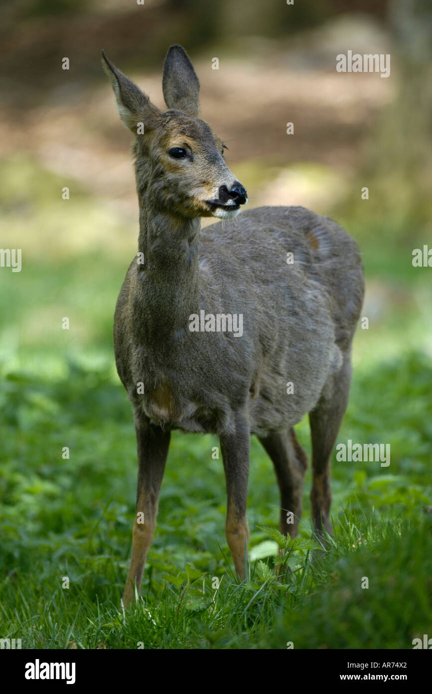 Reh Roe Deer capreolus capreolus, europe, Skanes Djurpark Hoeoer ...